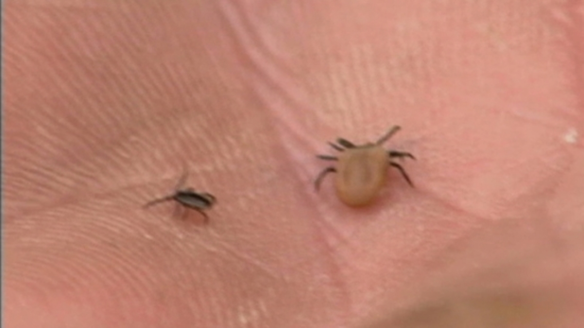 Nederlanders meer kans op ziekte van Lyme bij tekenbeet