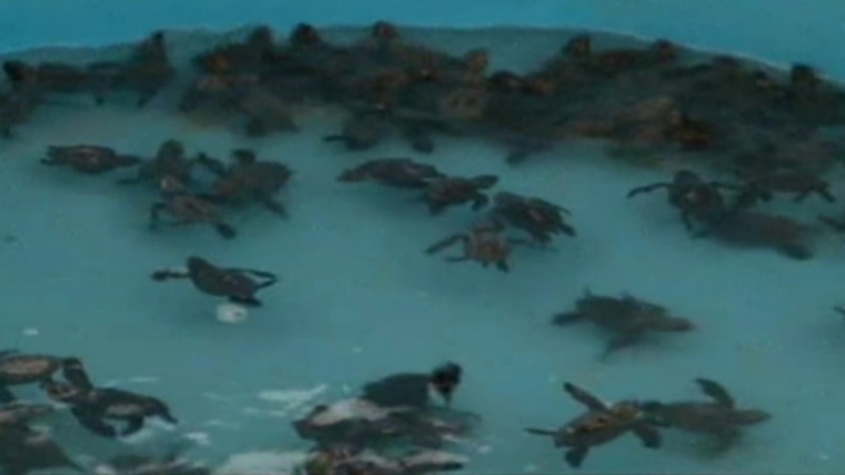 4000 schildpadden de zee in