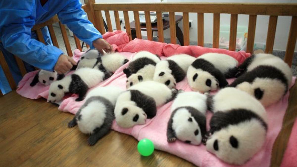 Twaalf panda's in een wiegje