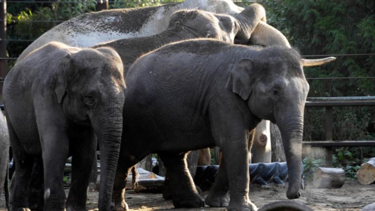 Probleem met dassen? Olifantenpoep!