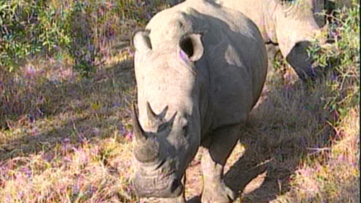 Javaanse neushoorn uitgestorven