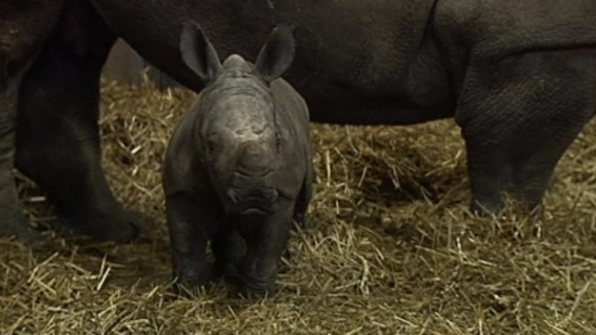 Neushoorn geboren in Zweeds dierentuin