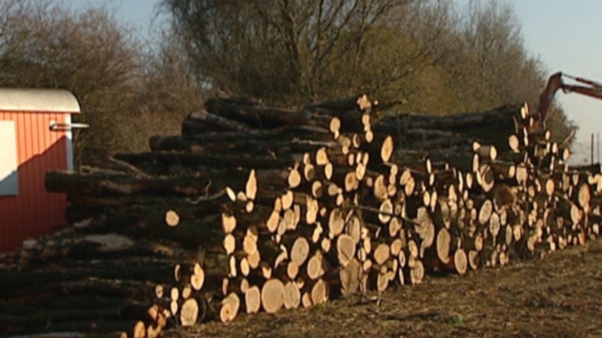 Meer bos kappen in Nederland