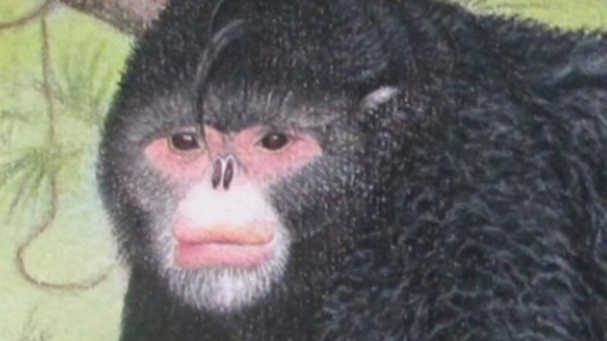 200 nieuwe diersoorten ontdekt