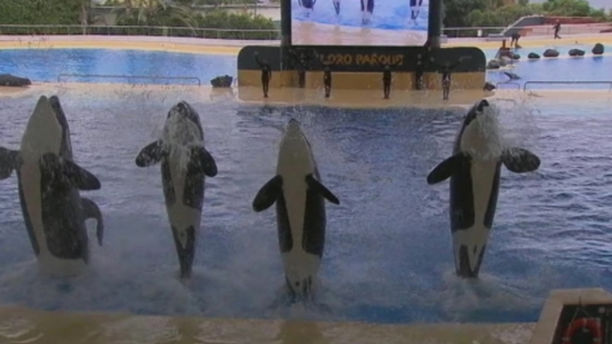 Het nieuwe leven van Morgan