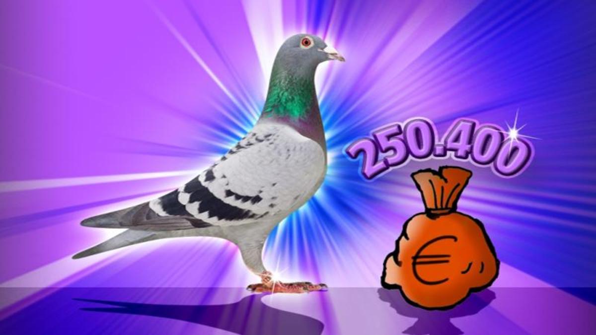 Recordbedrag voor postduif