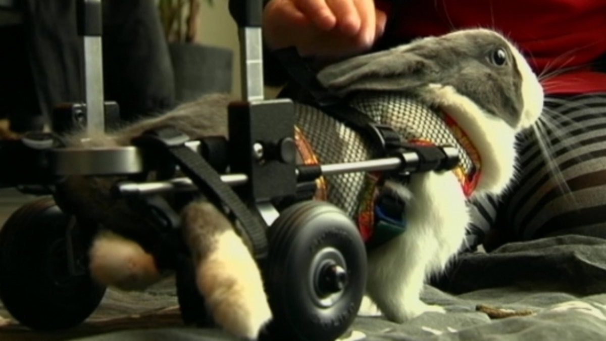 Konijn in een rolstoel