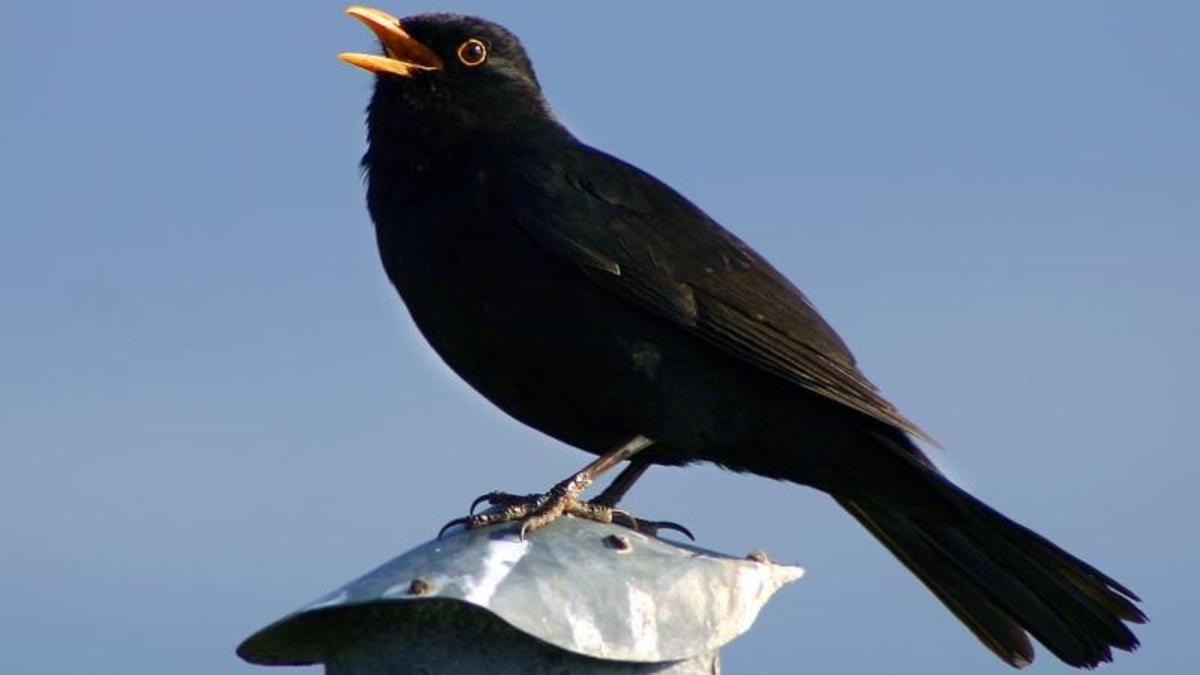 Merel maakt mooiste geluid