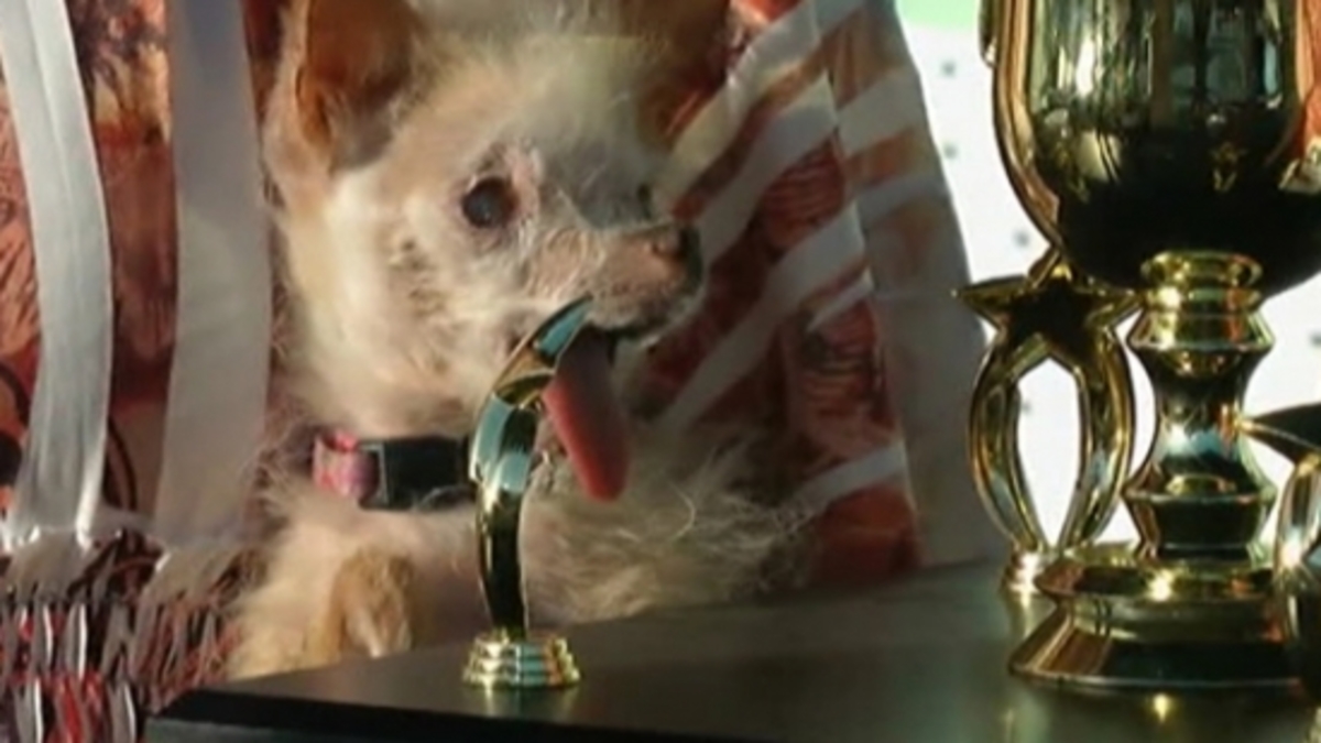 Lelijkste hond ter wereld overleden