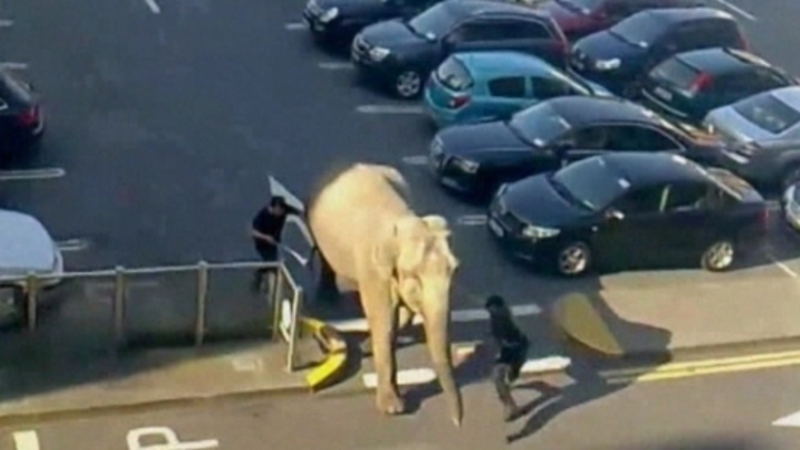Olifant ontsnapt uit circus