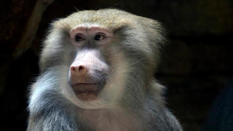 Bavianen herkennen woorden