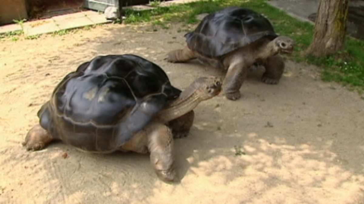 Schildpadden na 115 jaar uit elkaar