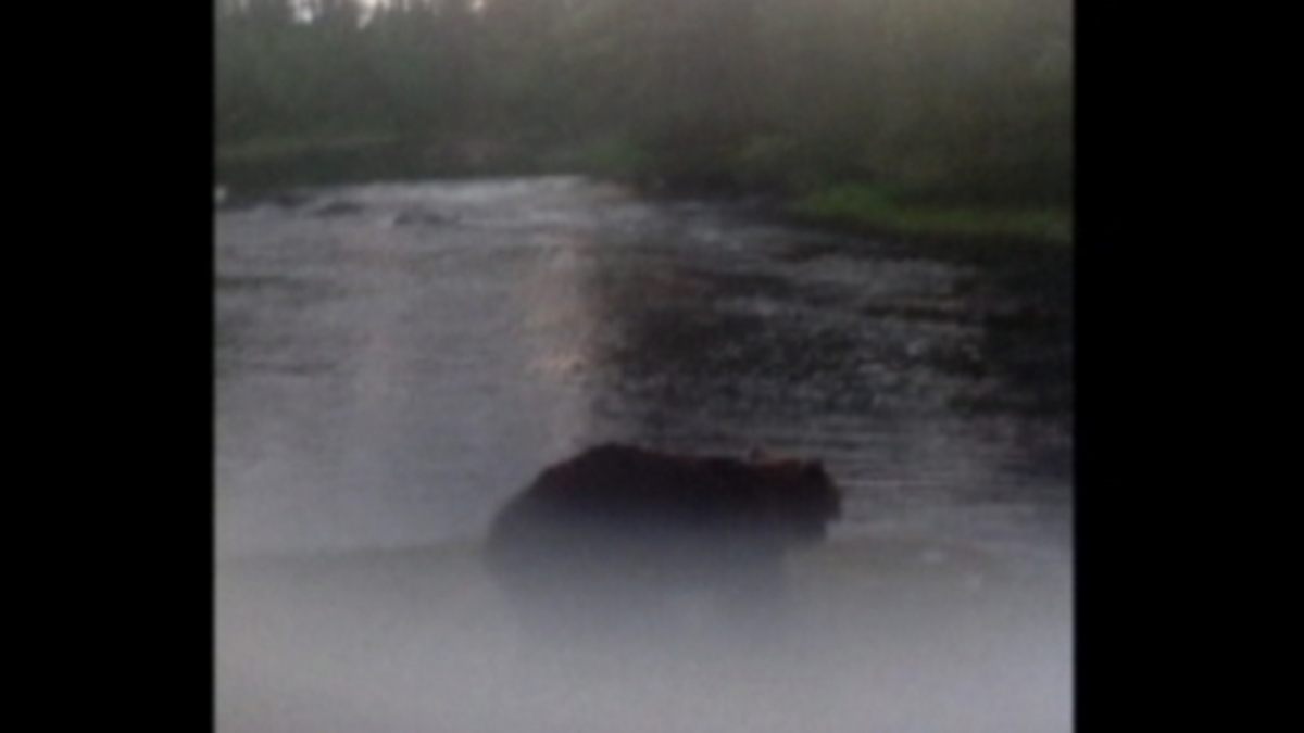 Plassende man schrikt van beer