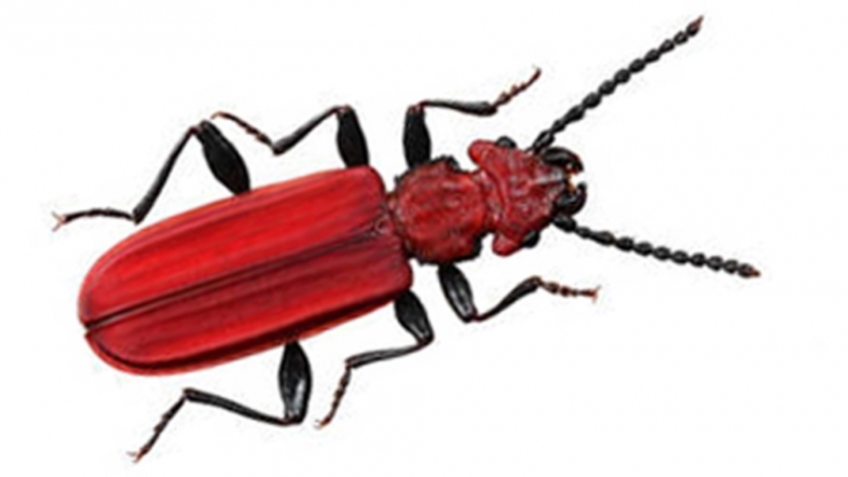 Nieuw dier in Nederland