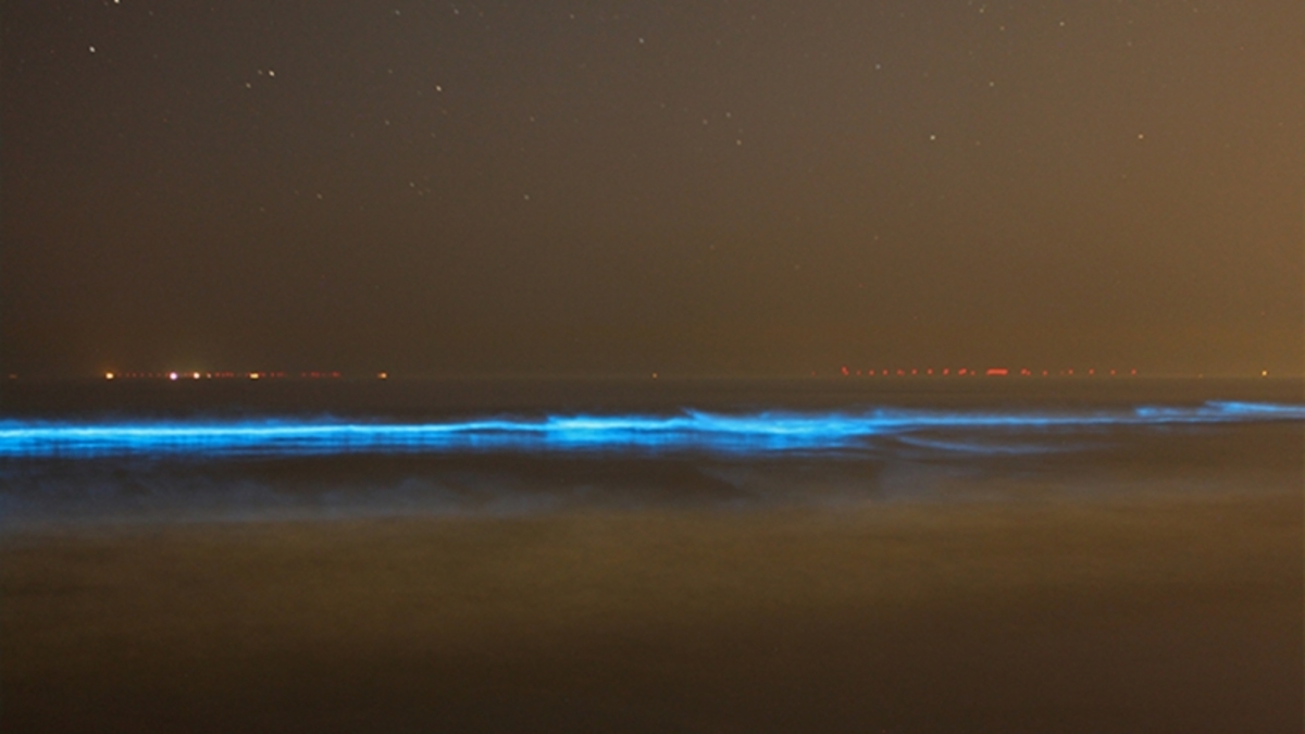 Zeevonk in Zandvoort te zien