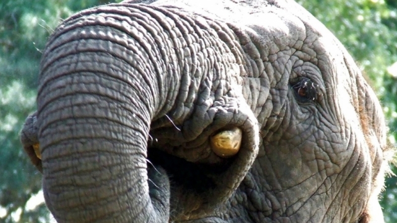 Circusolifant ontsnapt in Rome