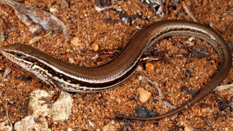 Nieuwe hagedissoort ontdekt