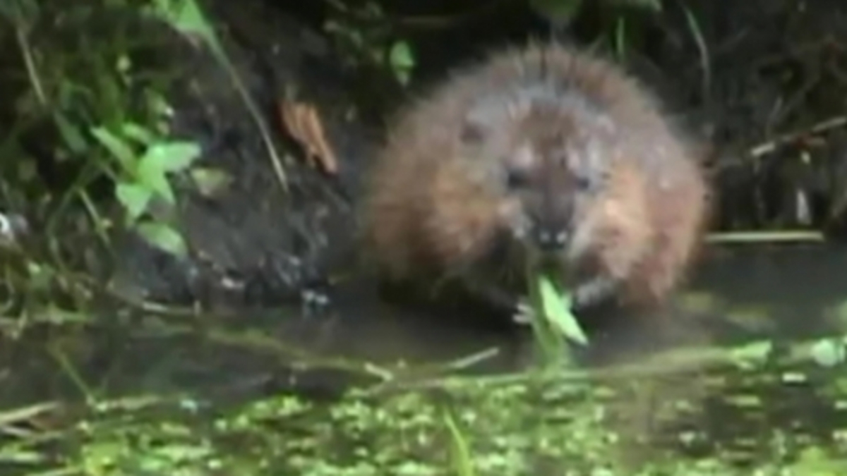 Bevers zorgen voor overlast