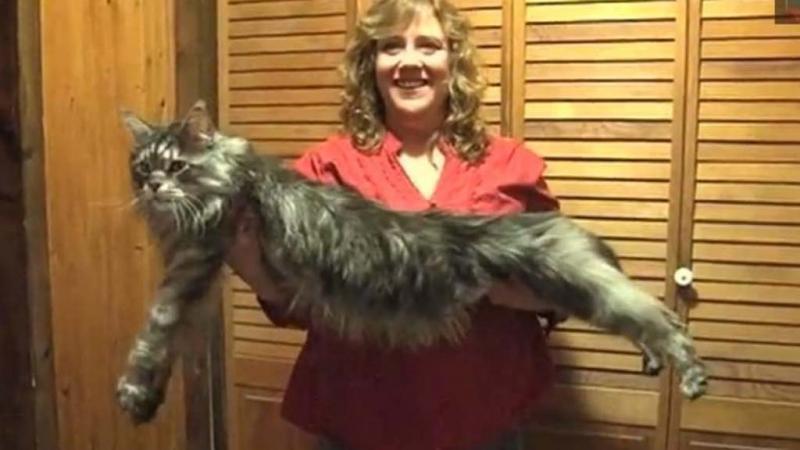 Langste kat ter wereld overleden