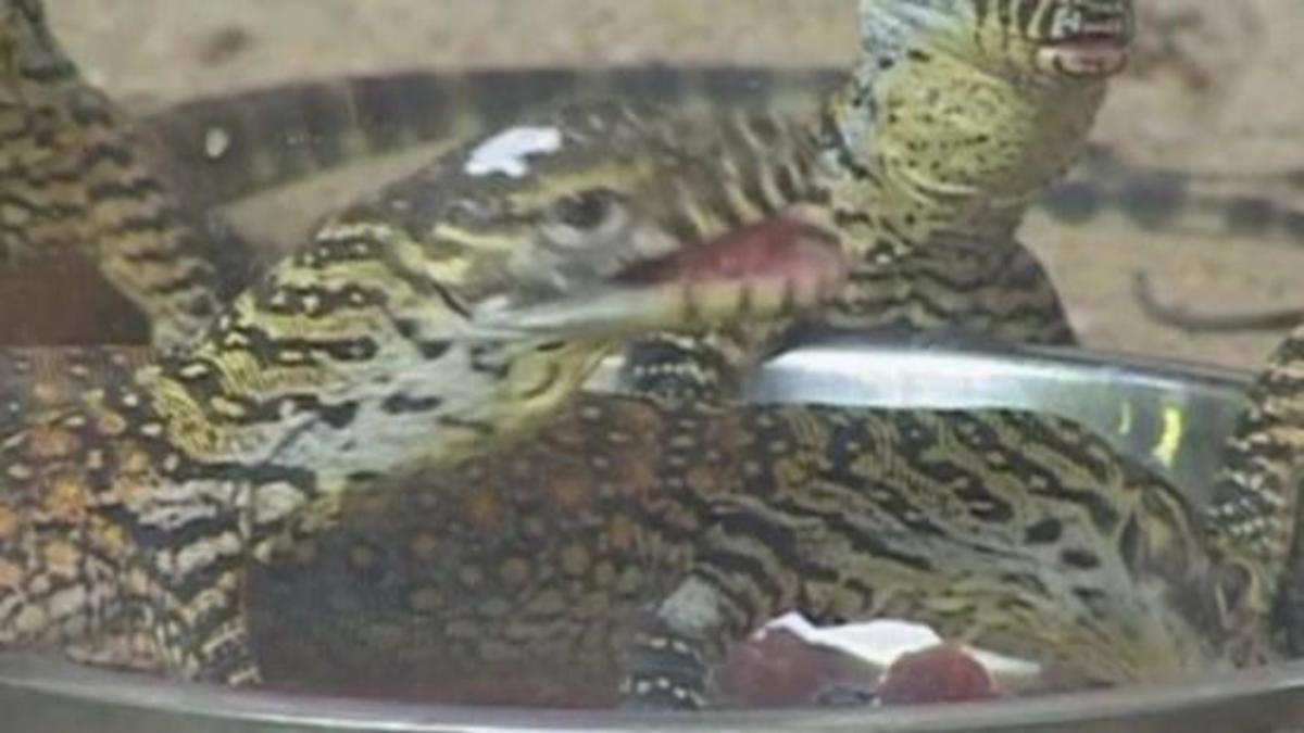 Zeven zeldzame hagedissen geboren