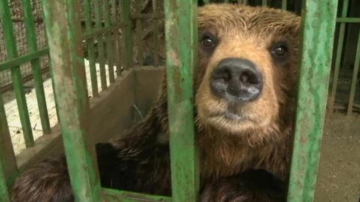 Beren in Oost-Europa opgevangen in natuurpark