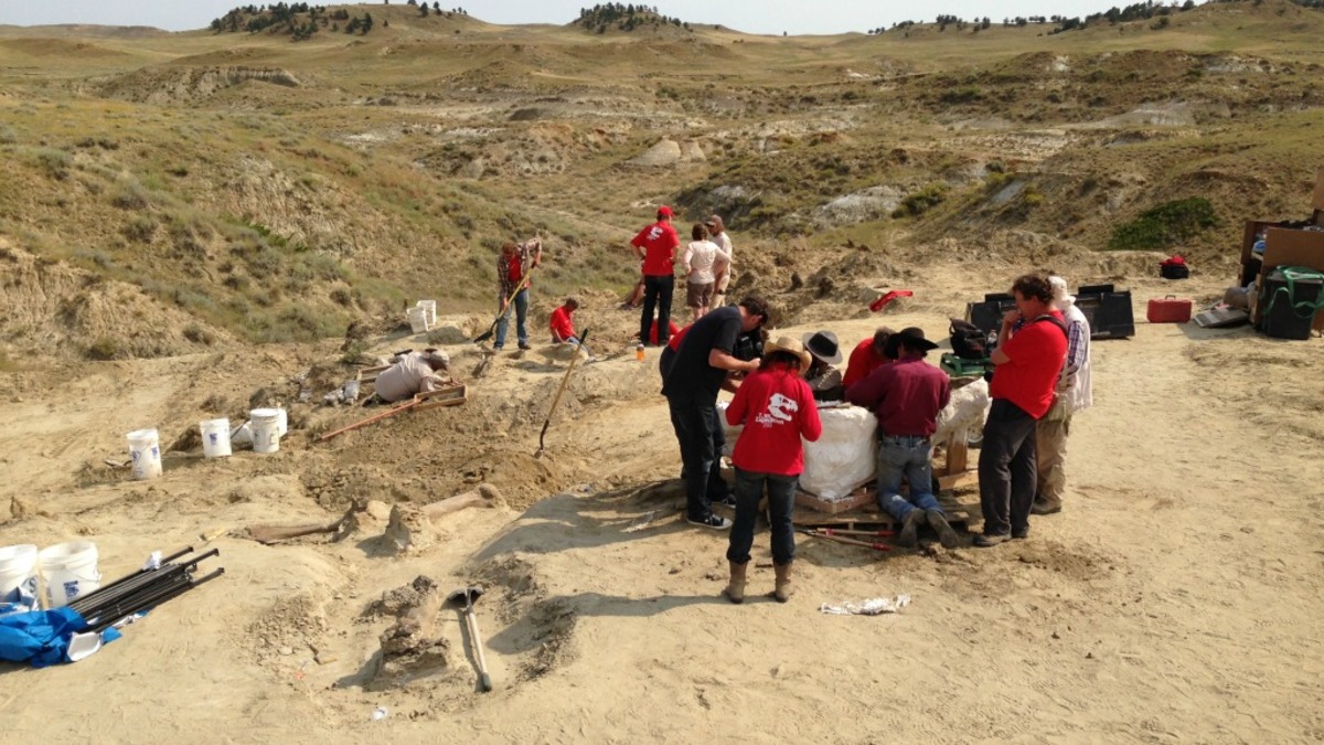 Opgraving T-rex klaar