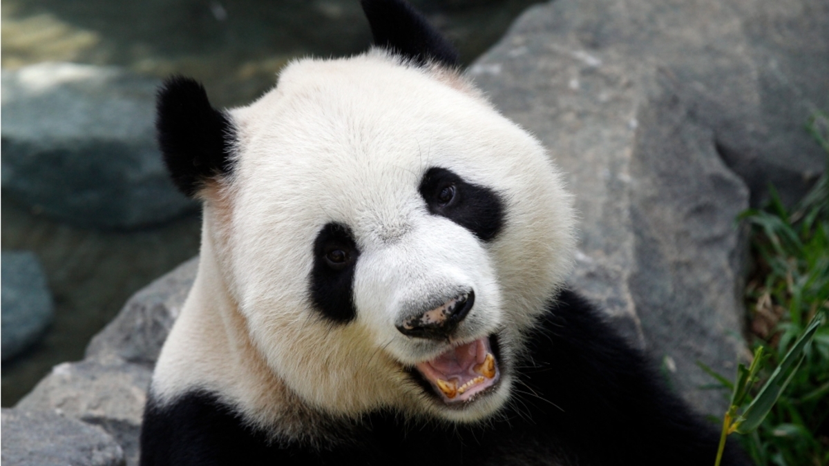 Panda neemt verzorgers in de maling