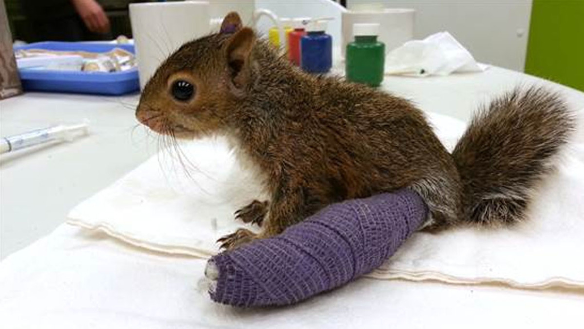 Baby-eekhoorn in het gips