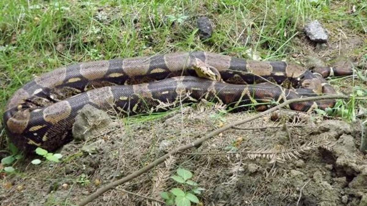 Man vindt python naast de weg