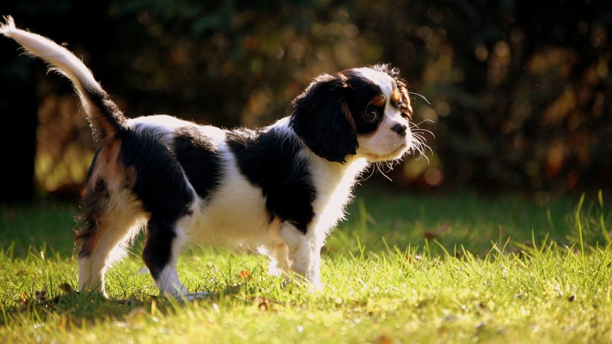 Nieuwe regels voor rashonden