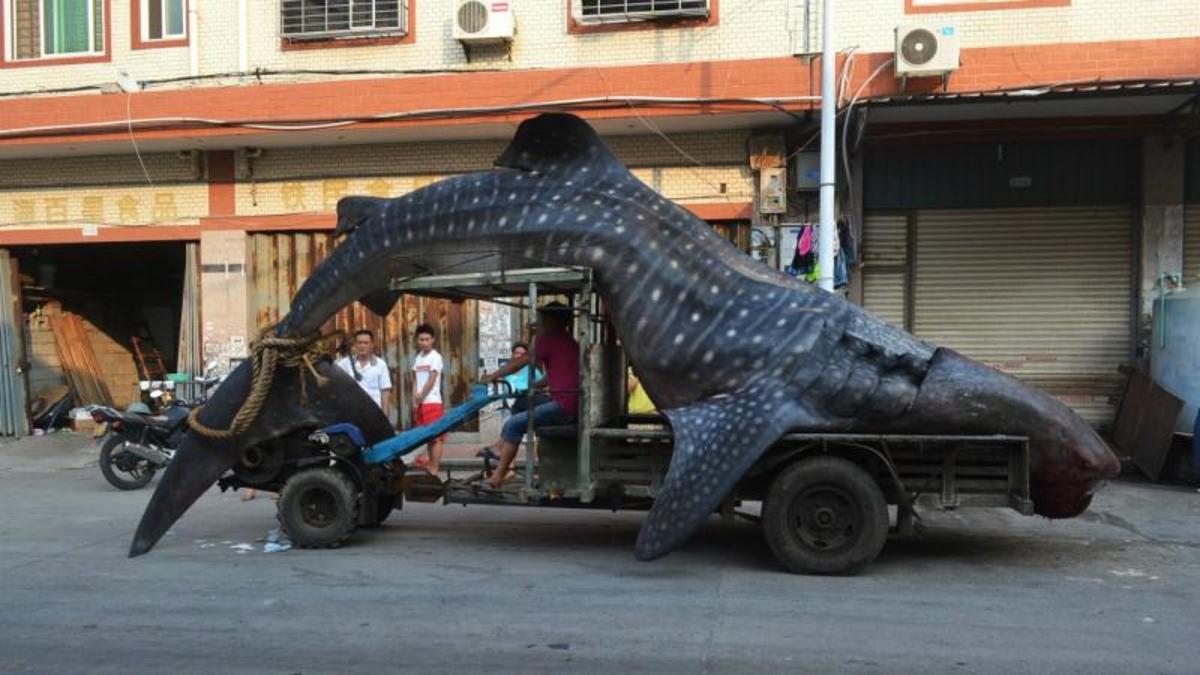 Gigantische walvishaai op de vismarkt