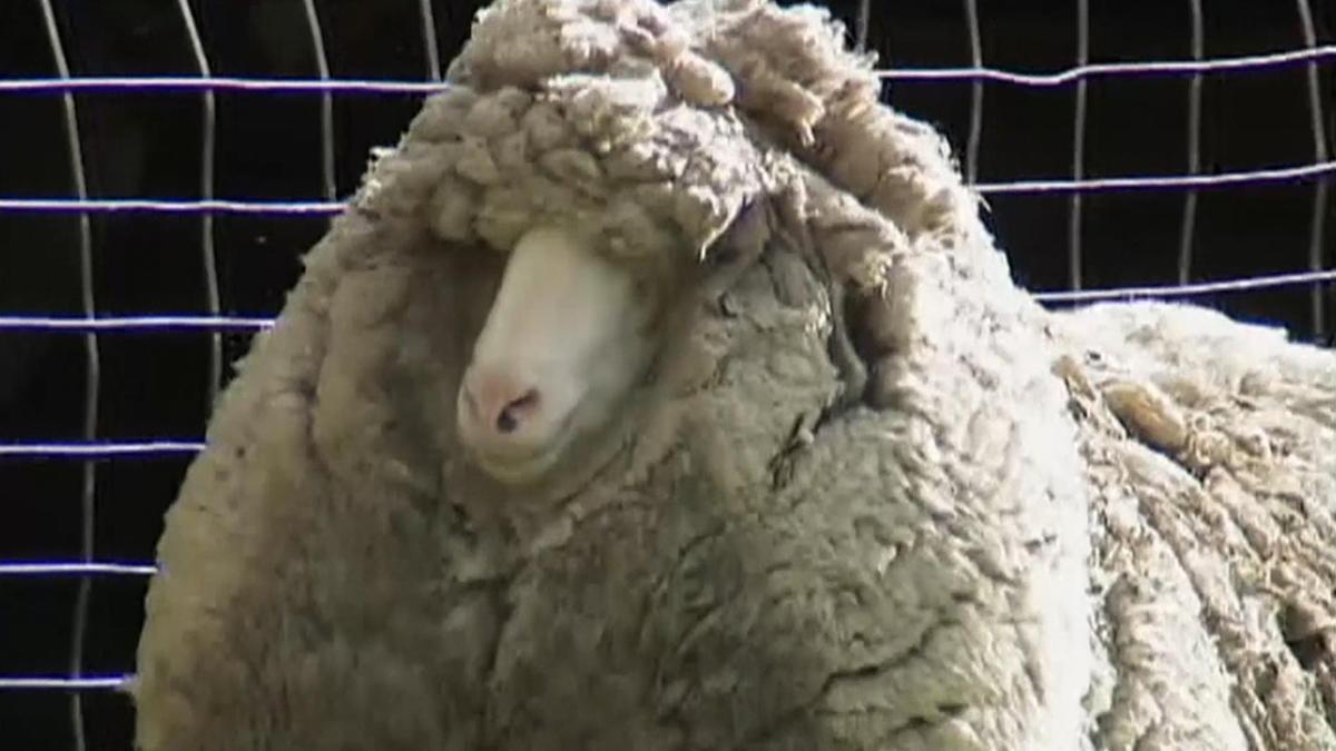 Is dit het wolligste schaap ter wereld?
