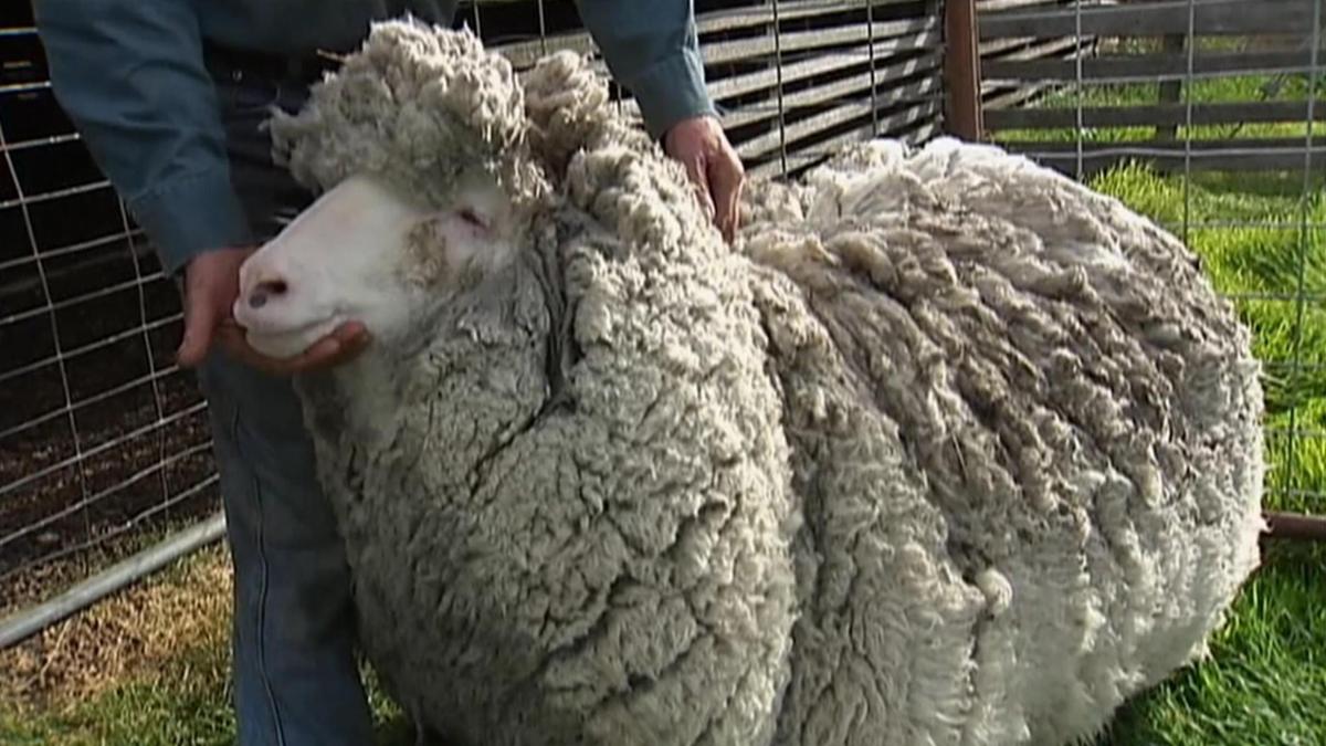 Schaap heeft 20 kilo wol