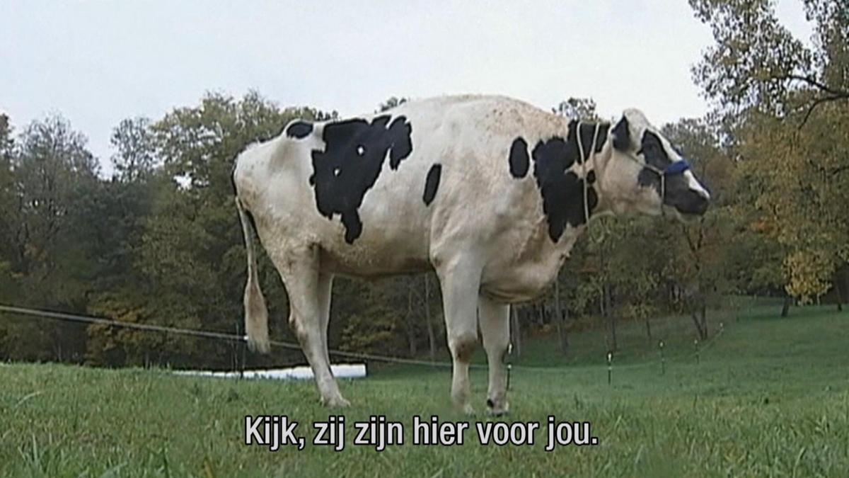 Blosom is de grootste koe ter wereld