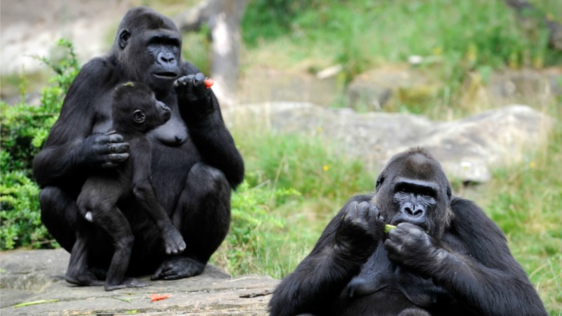 Drukte in de Apenheul