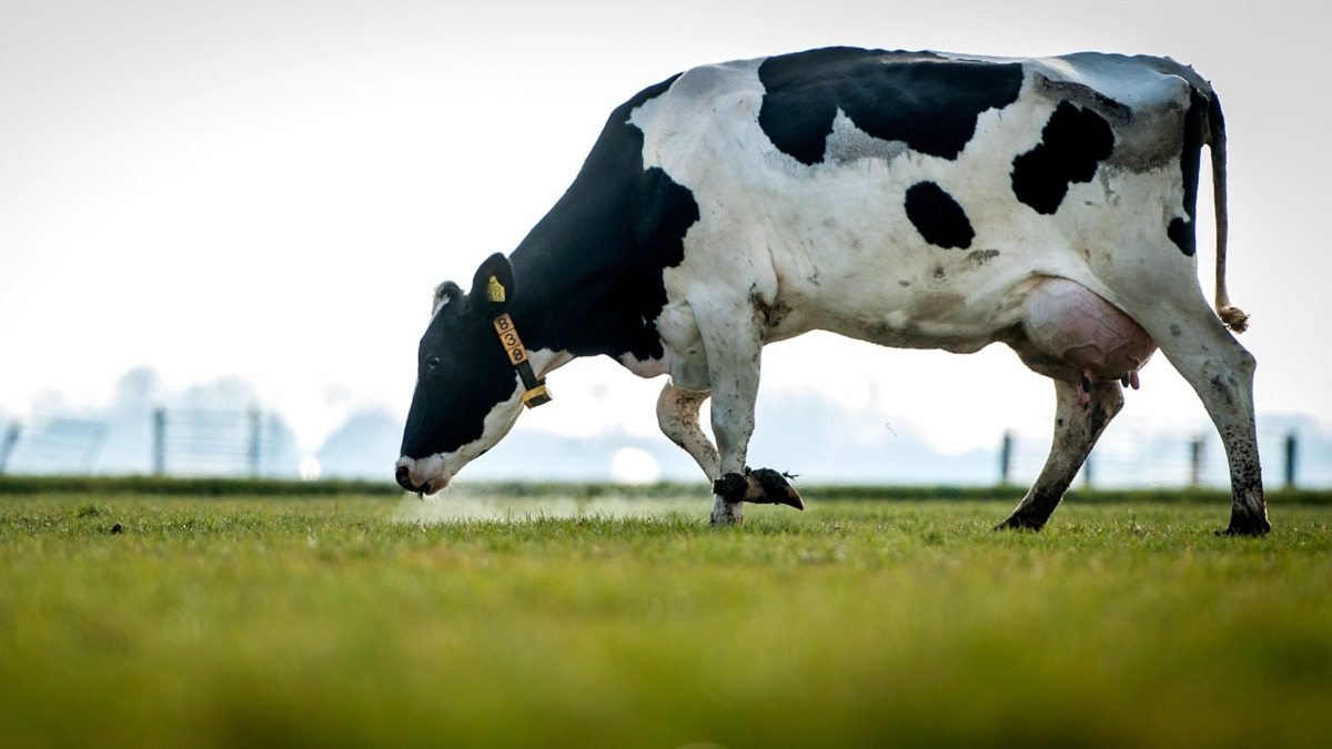 Ruim miljoen koeien in de wei