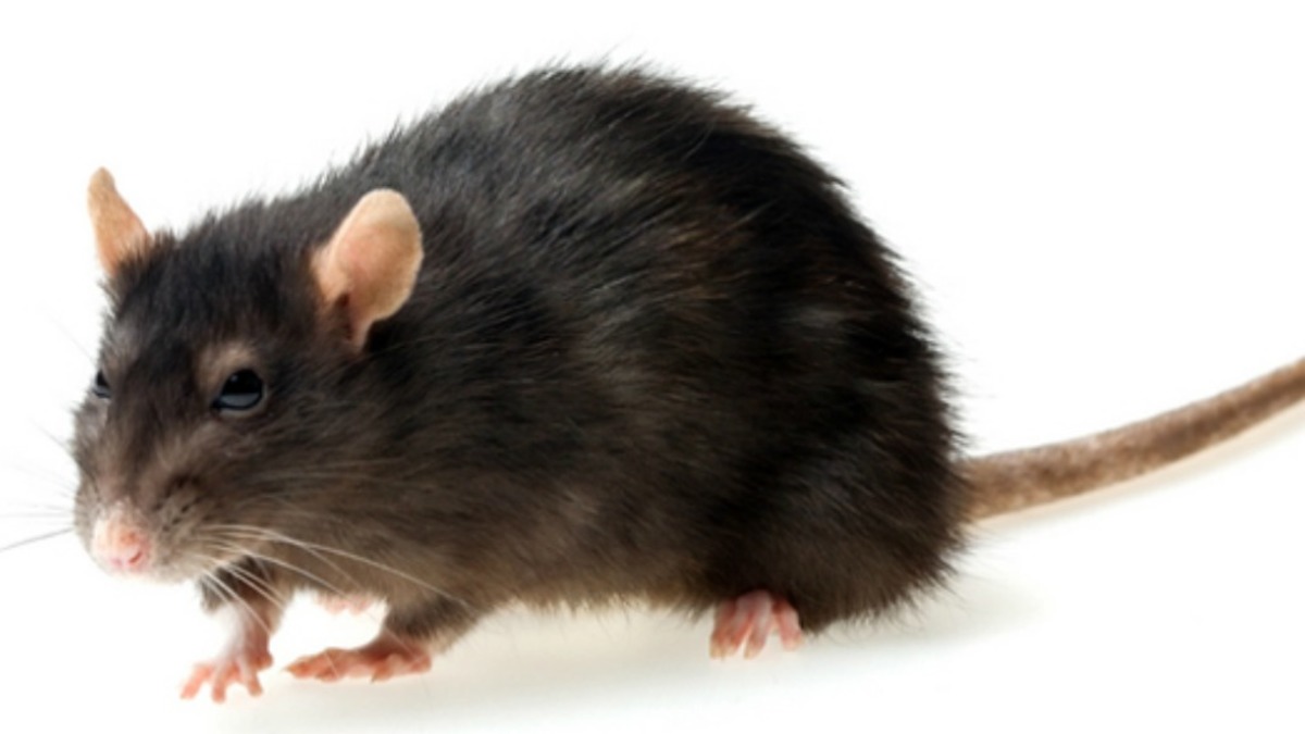 Steeds meer zwarte ratten in Nederland