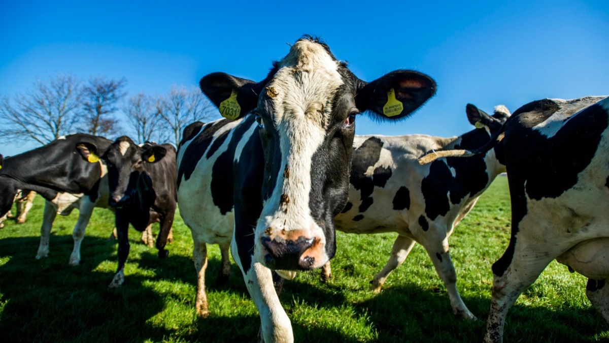 Koeien worden niet zeeziek