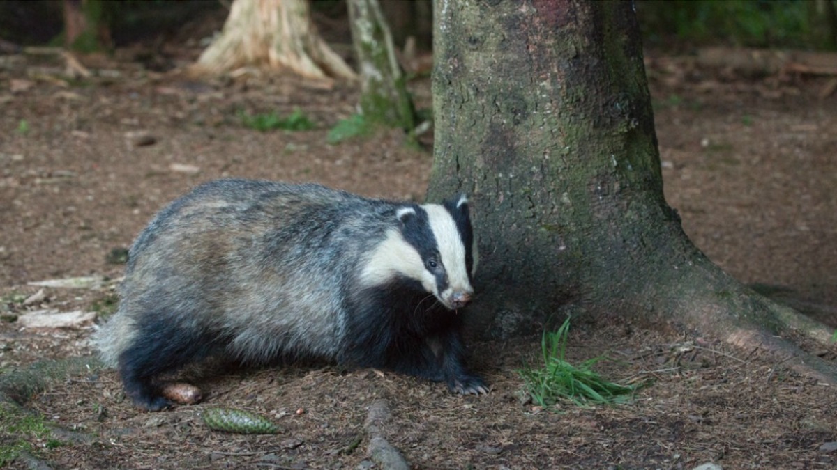 Dassen in Limburg krijgen camerabewaking
