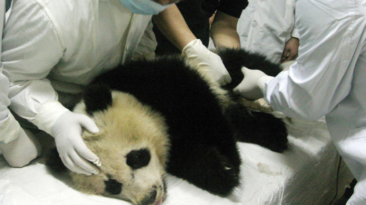 Panda's overleden aan besmettelijk virus