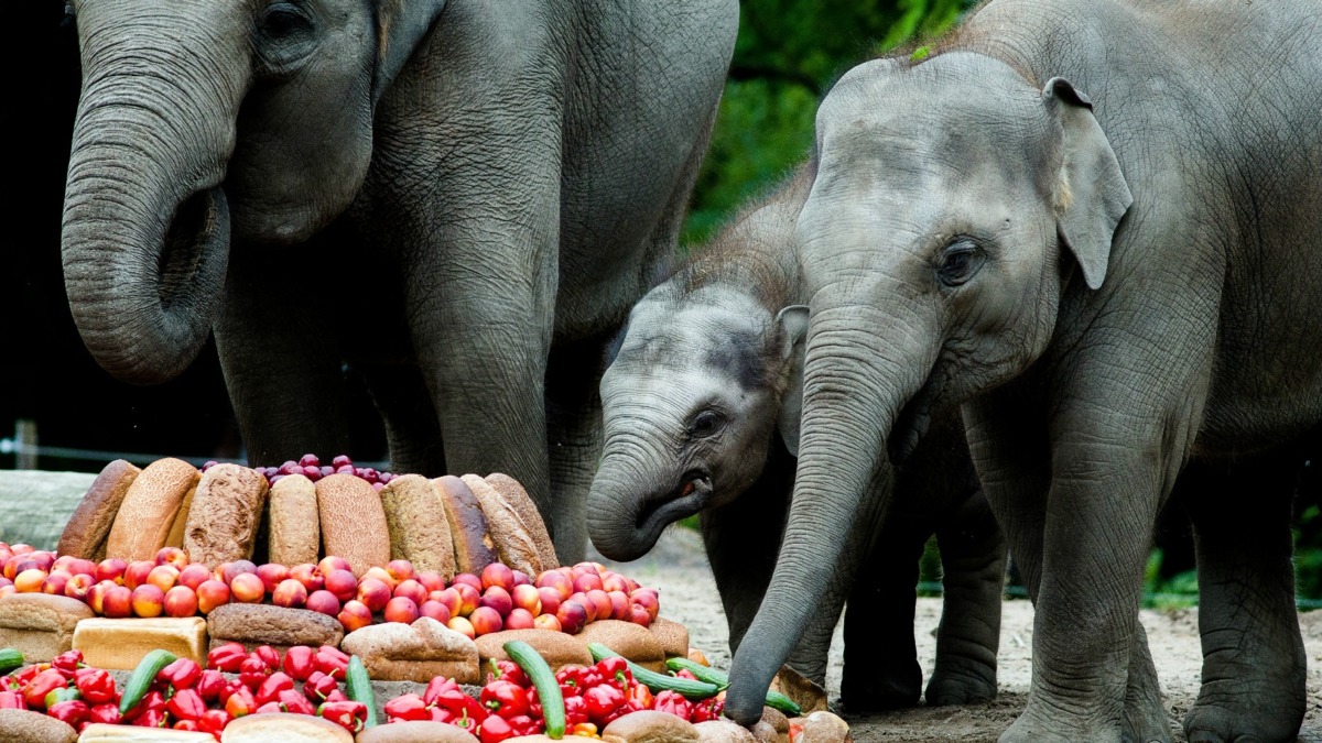 'Goed letten op voeding voor dierentuindieren'