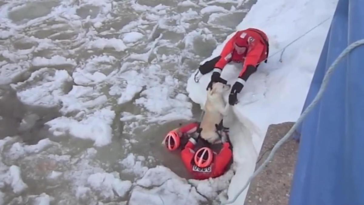 Hond gered uit ijskoud water