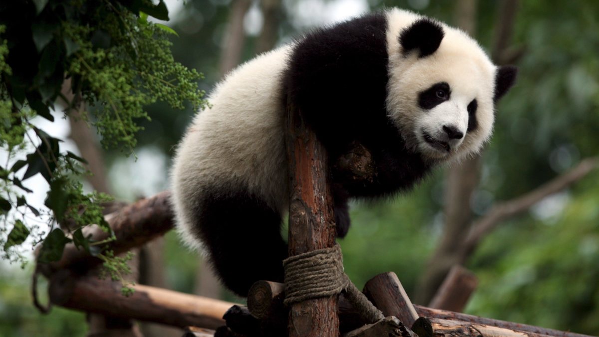Meer panda's in het wild