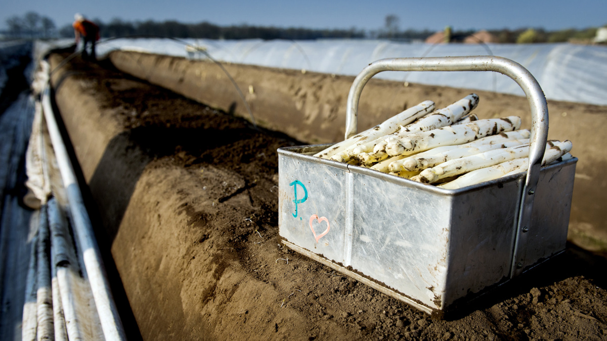 Nederlandse aspergeteelt groeit fors
