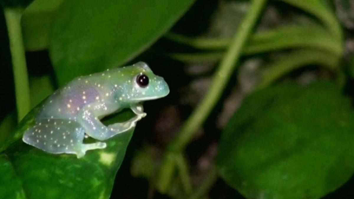 Onderzoekers blij met doorzichtige kikker
