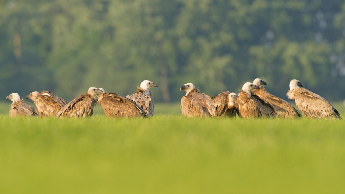 Grote groep gieren in Nederland