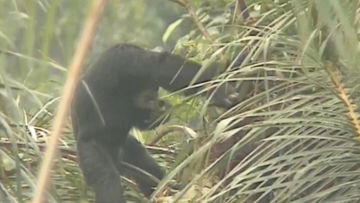 Chimpansees drinken graag wijn