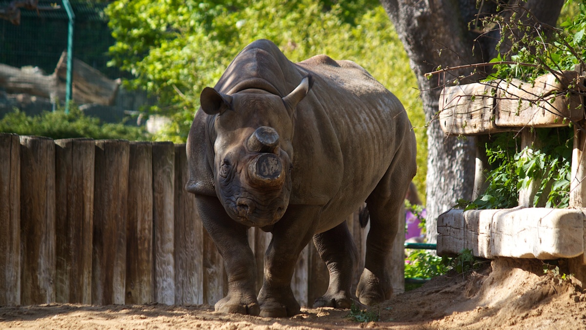 Gaat een neppe neushoornhoorn de neushoorn redden?