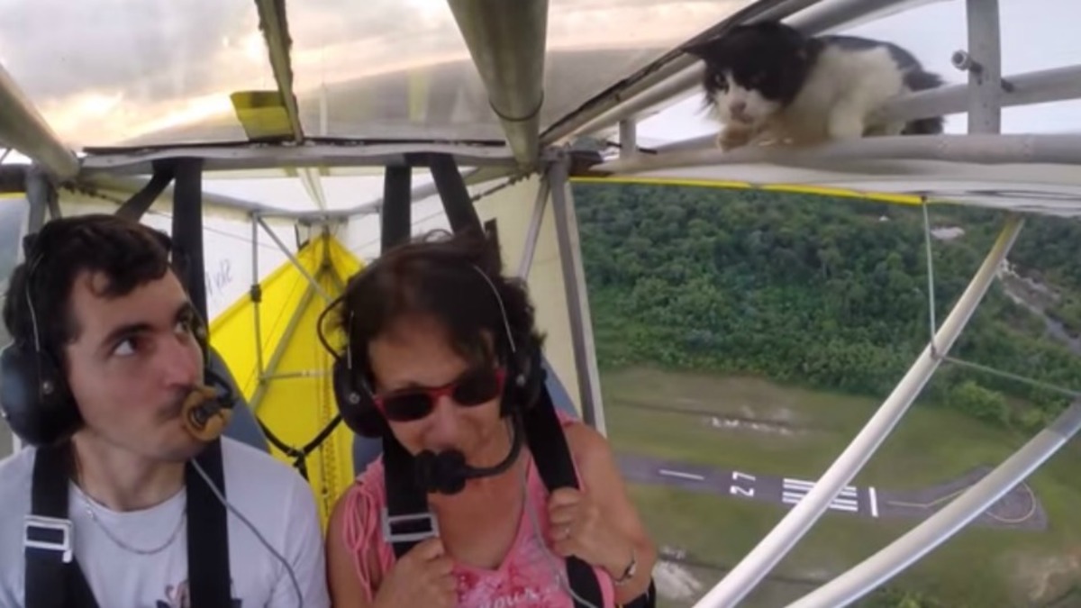 Kat vliegt mee met vliegtuigje