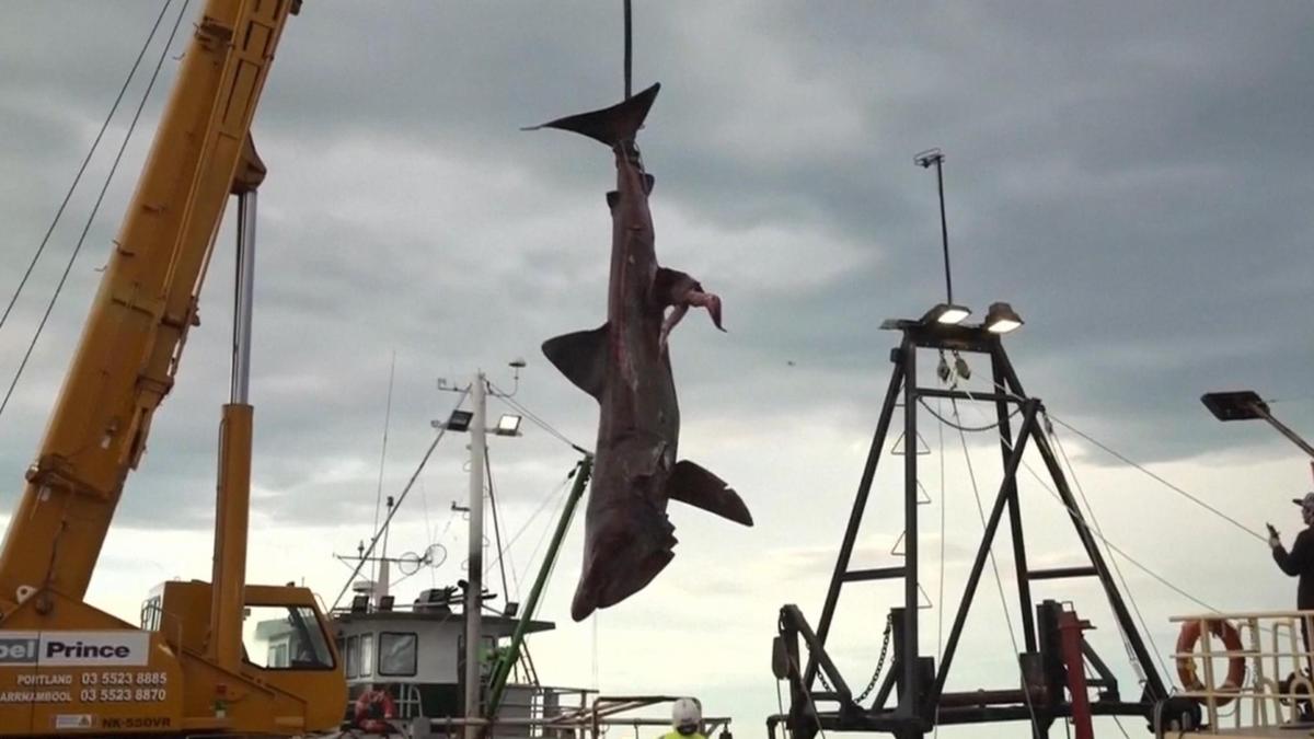 Gigantische haai gevangen in Australië